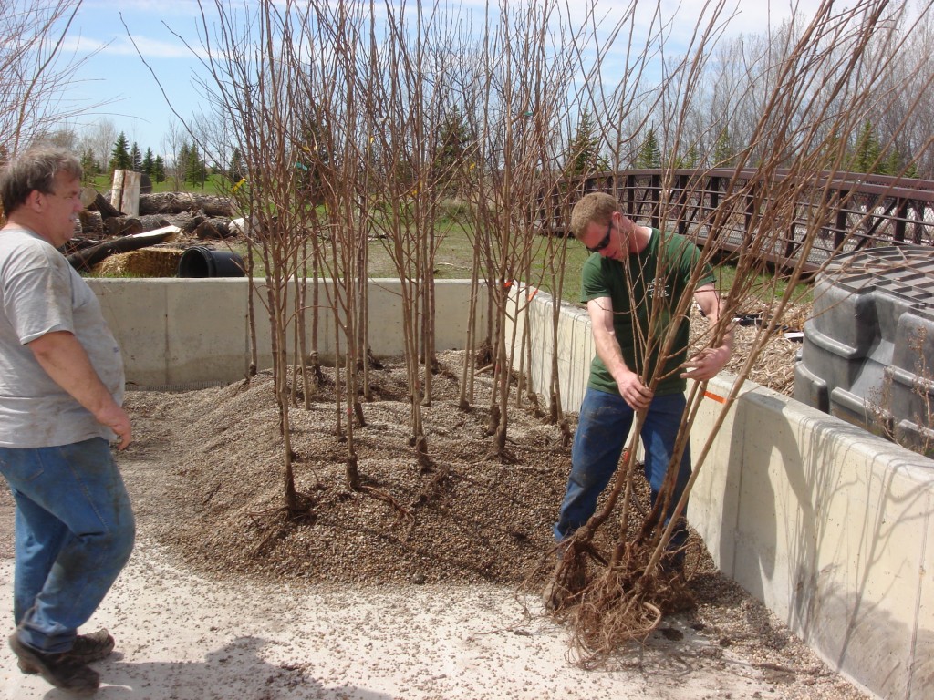 Soil and Water in the Life of a Street Tree - Streets.mn