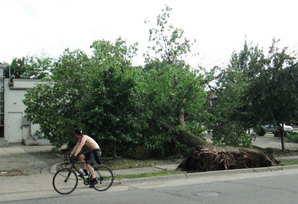 Soil and Water in the Life of a Street Tree - Streets.mn