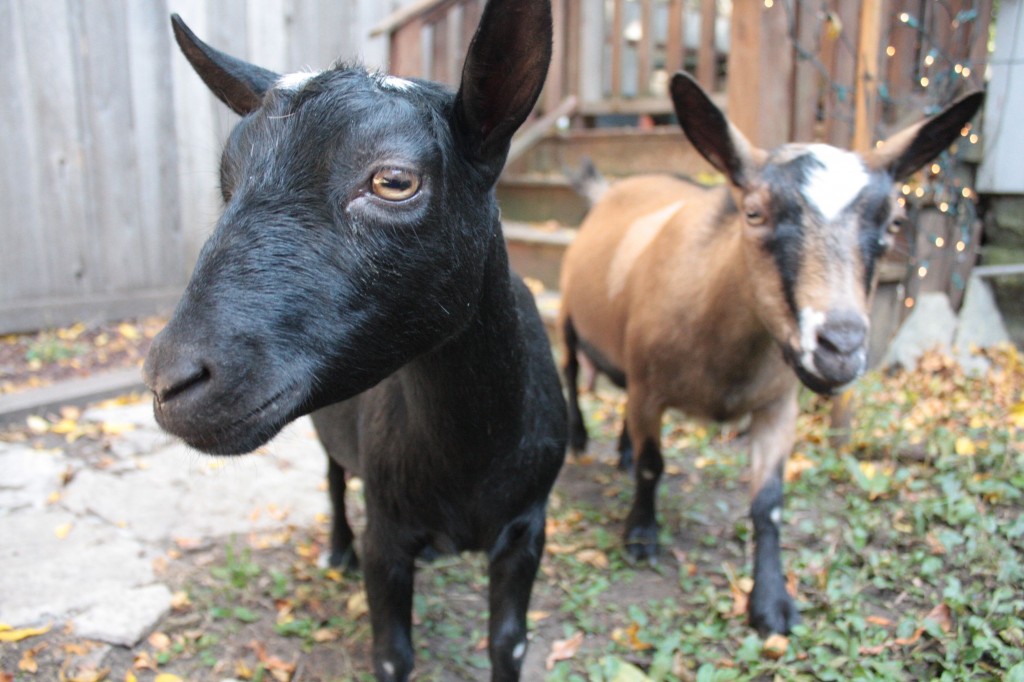 I Thought I Heard Goats - Streets.mn