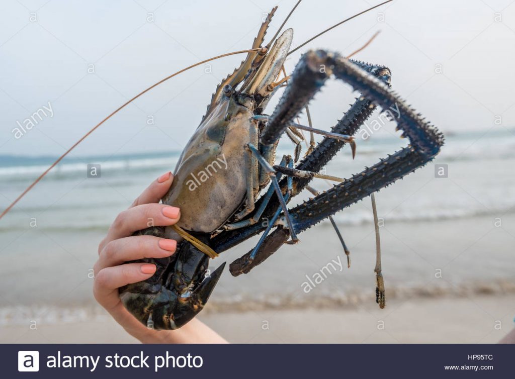 The Frosty Fish: A vision for the future of urban farming - Streets.mn