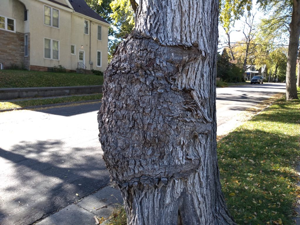 Walking All the Streets of Central King Field - Streets.mn