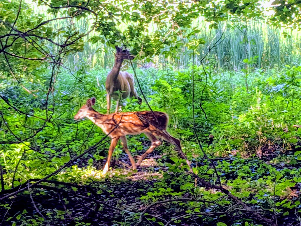 Fish Hatchery Trail: a Final Update - Streets.mn