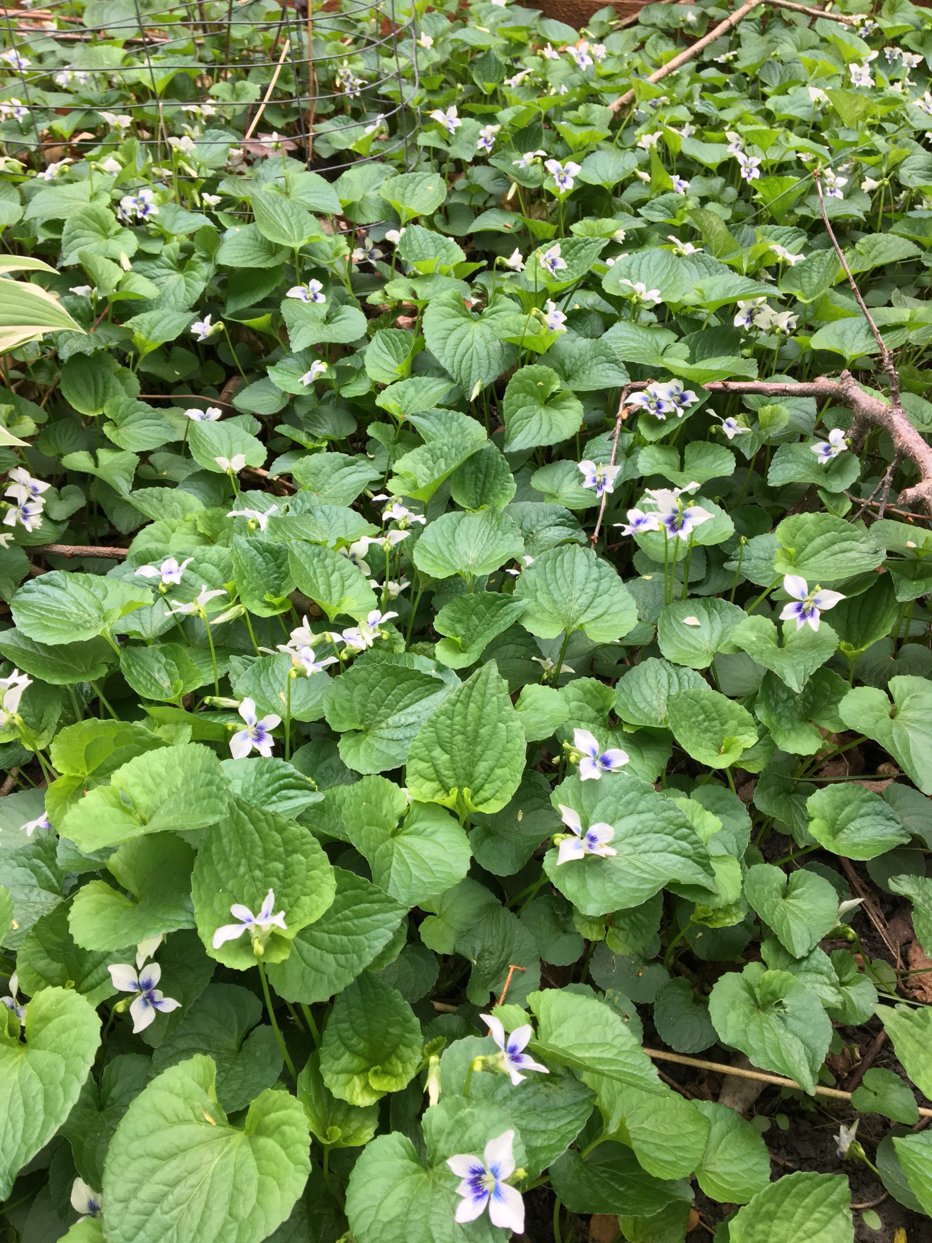Dress Your Area with Violets - Streets.mn