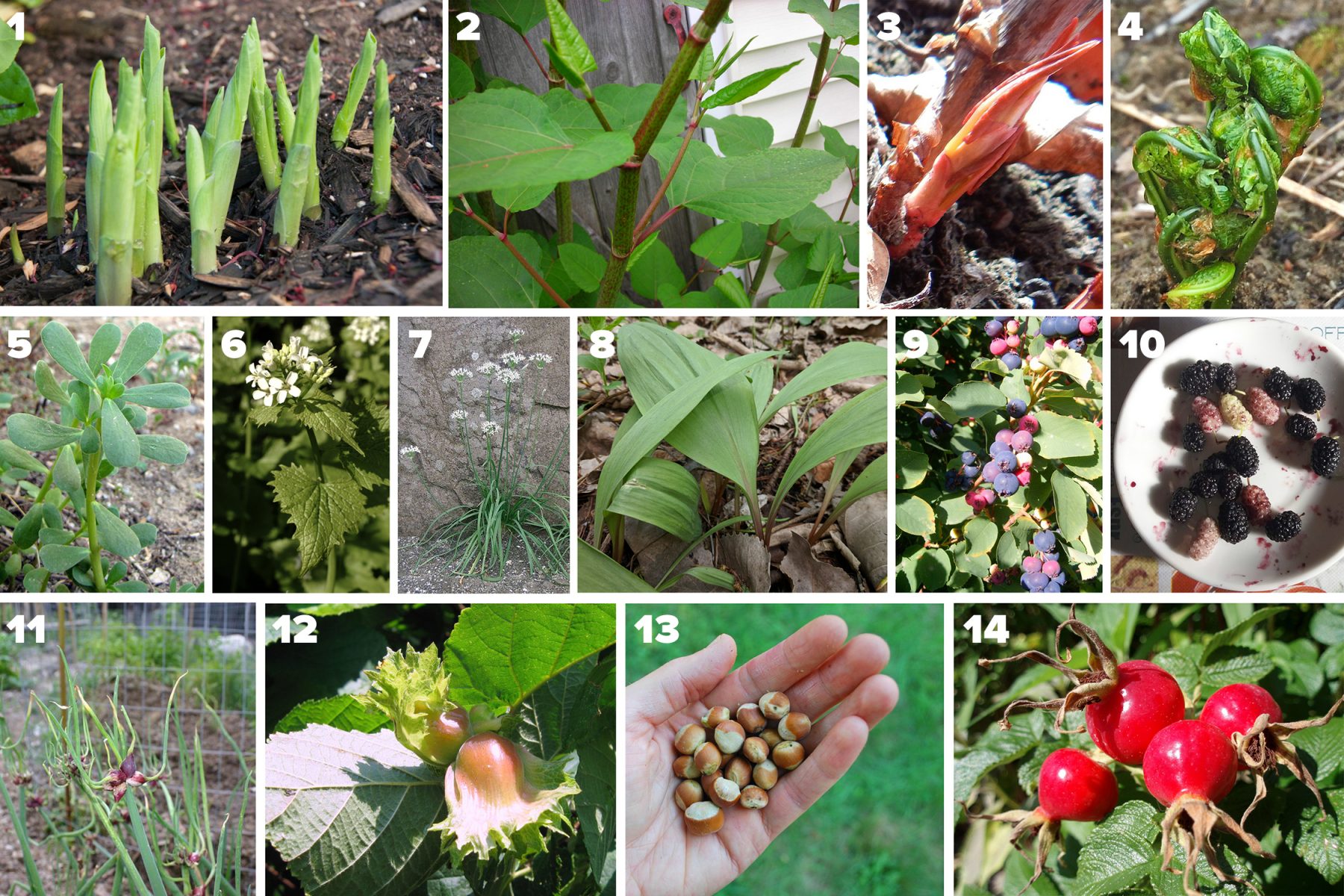 Eat Your Greens and Shoots: But Find Them First - Streets.mn