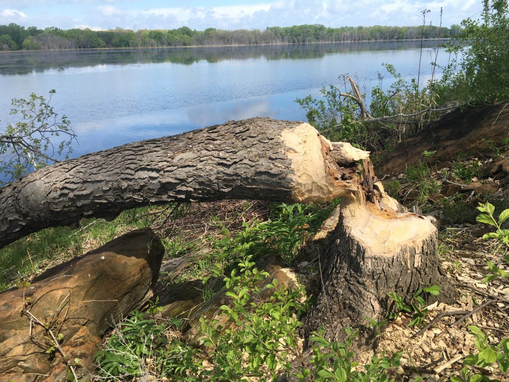 A Visit to Quarry Island - Streets.mn