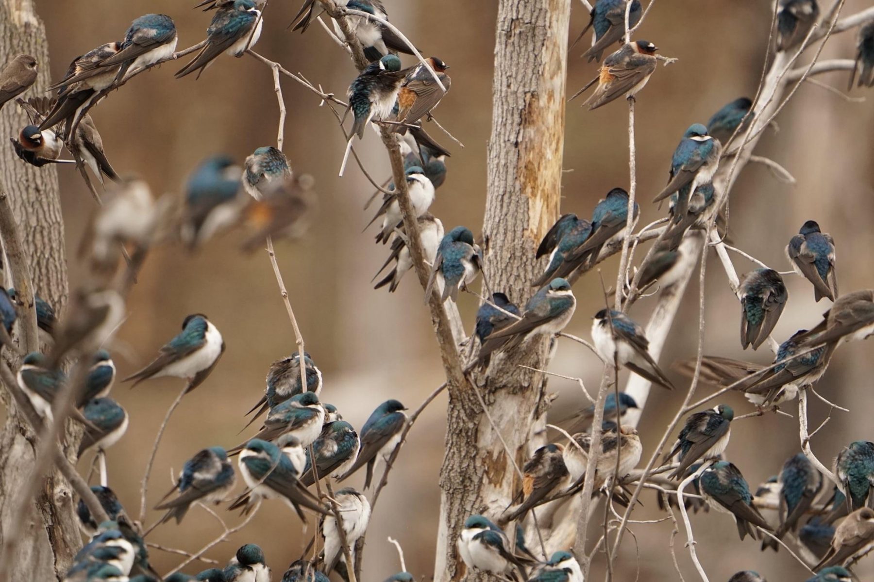 A Visit to Quarry Island - Streets.mn