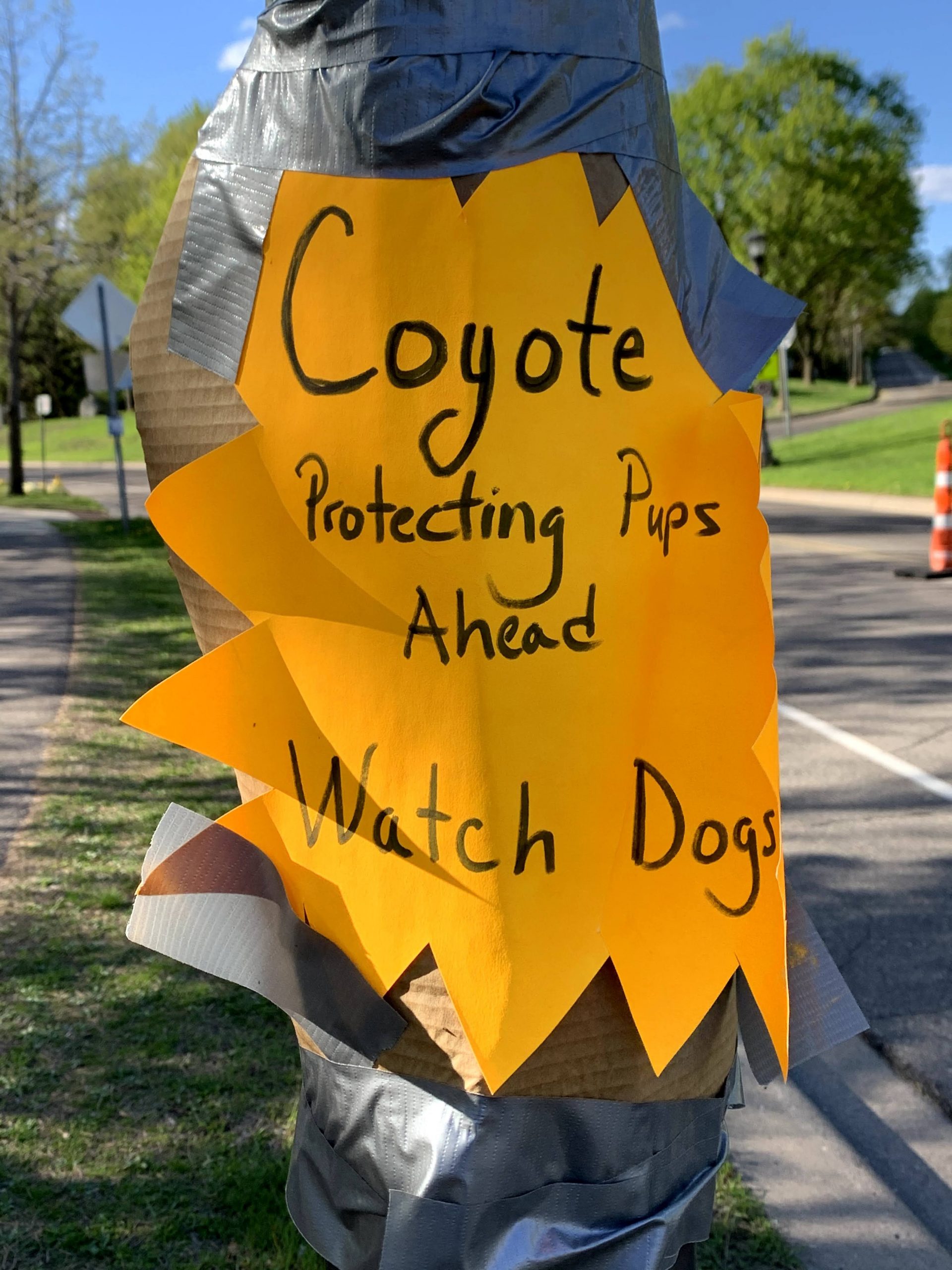 Living with the Coyotes Among Us - Streets.mn